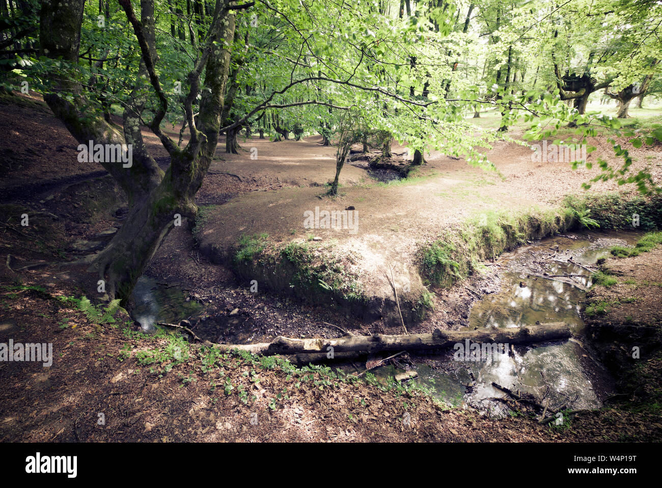 Beech forest spain hi-res stock photography and images - Alamy