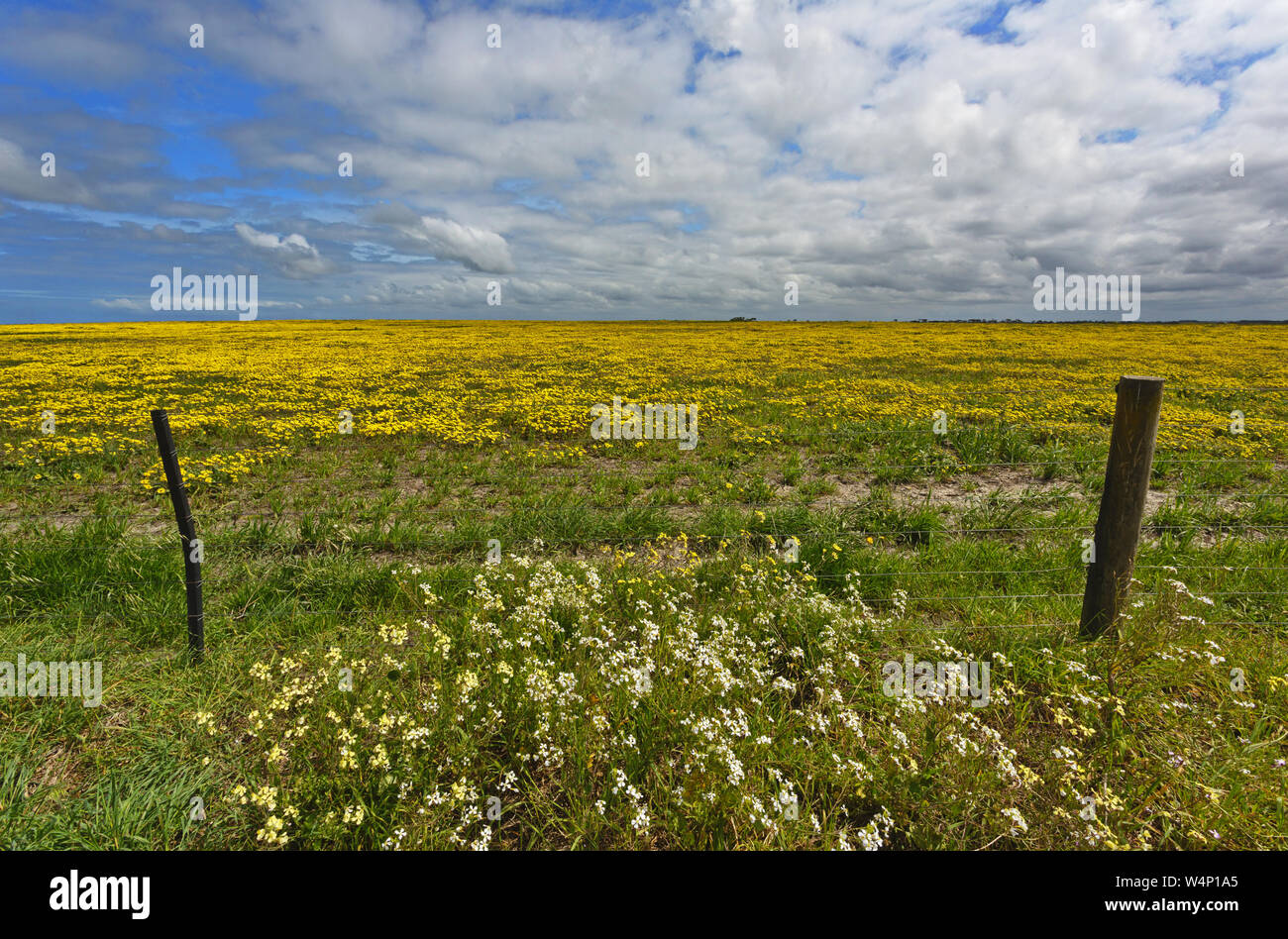 Roadside wild flowers hi-res stock photography and images - Alamy