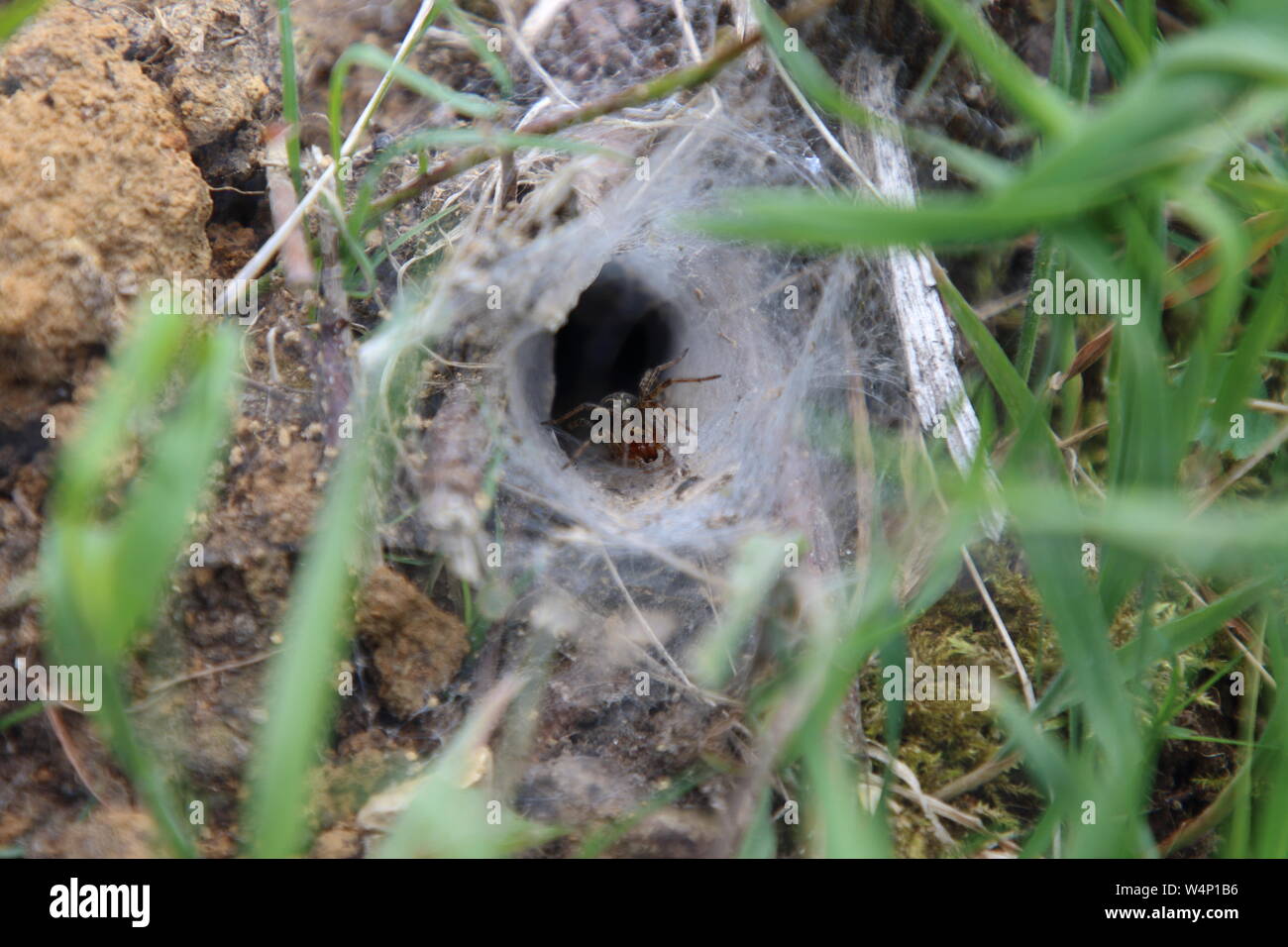 Labyrinth Spider Agelena Labyrinthica High Resolution Stock Photography ...