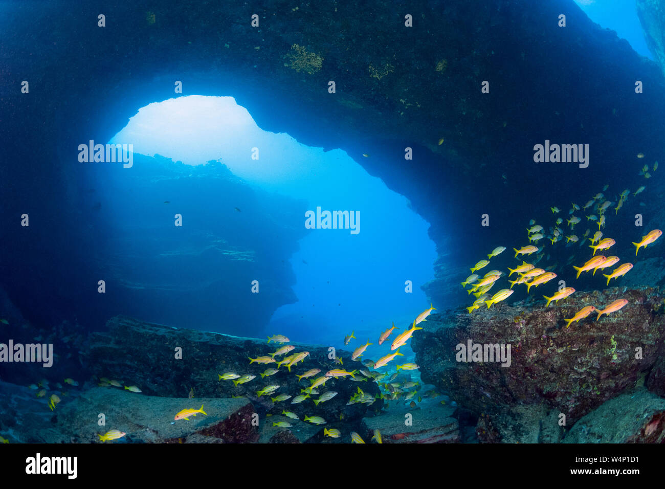 Lava Underwater Pacific High Resolution Stock Photography and Images ...