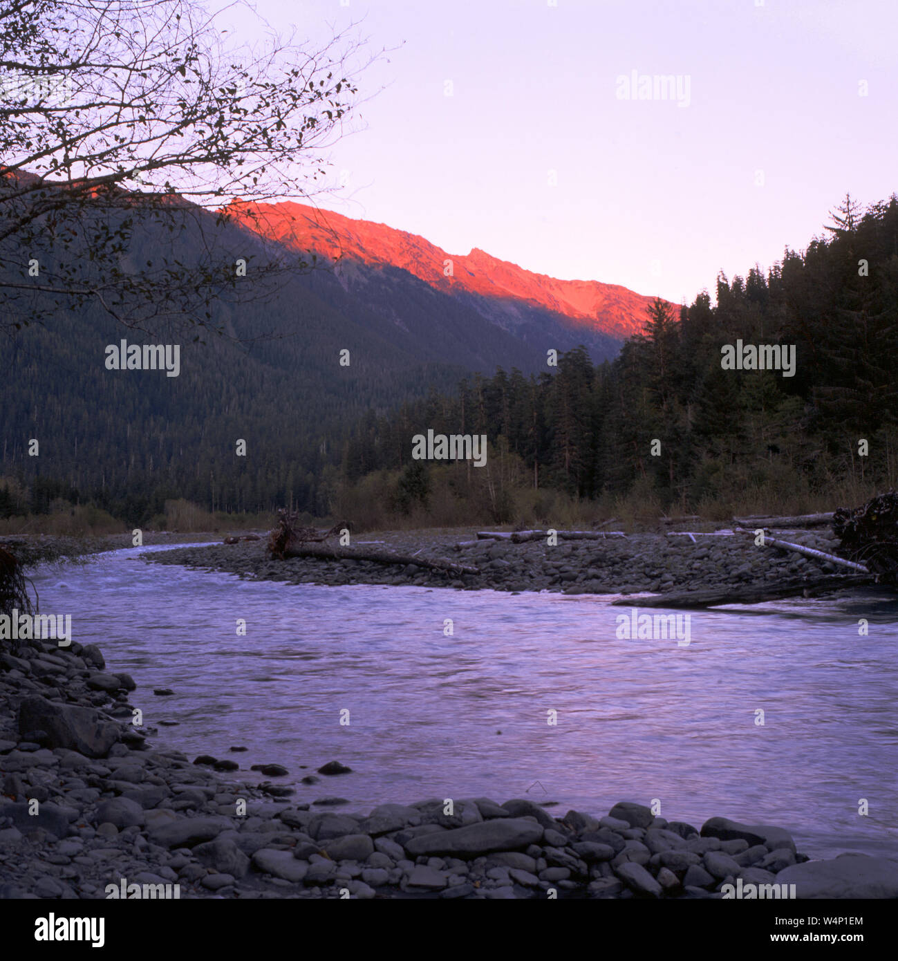 Hoh river valley hi-res stock photography and images - Alamy