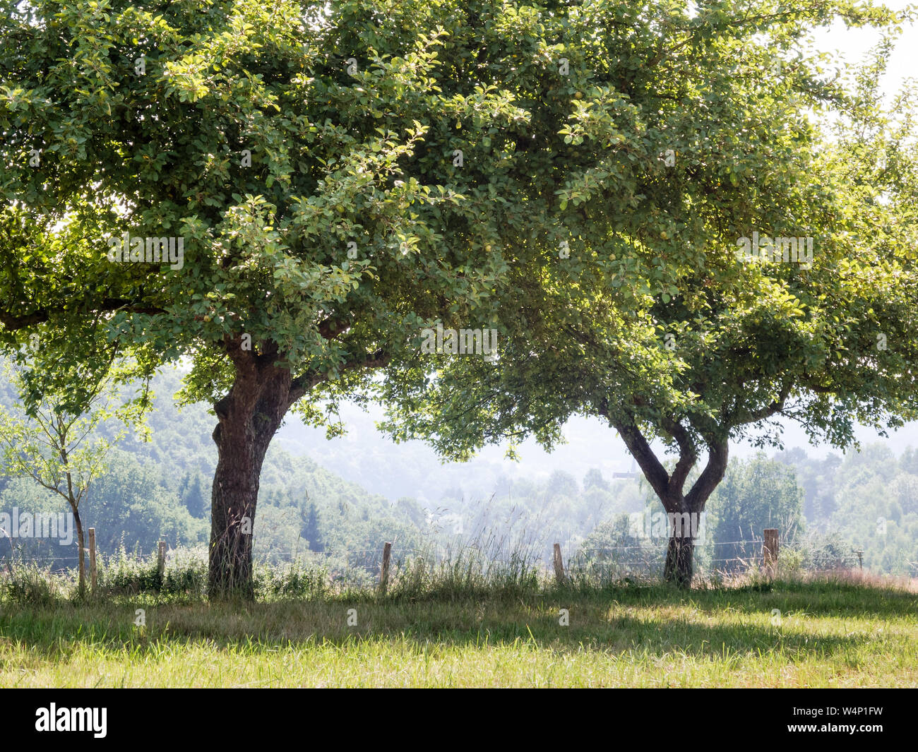 Trees and forest in the countryside Stock Photo - Alamy