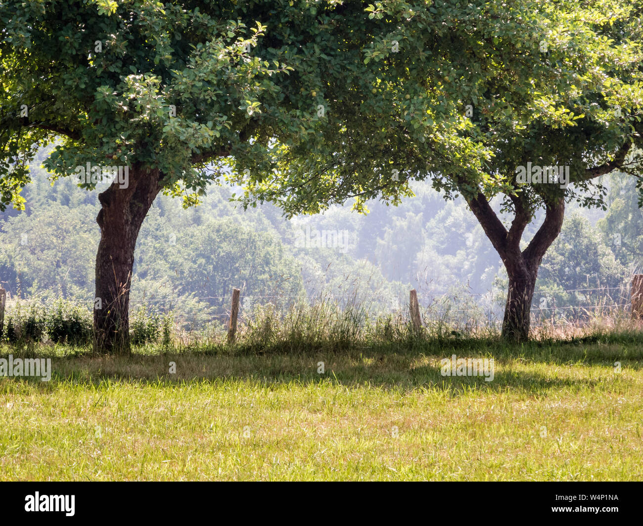 Trees and forest in the countryside Stock Photo - Alamy
