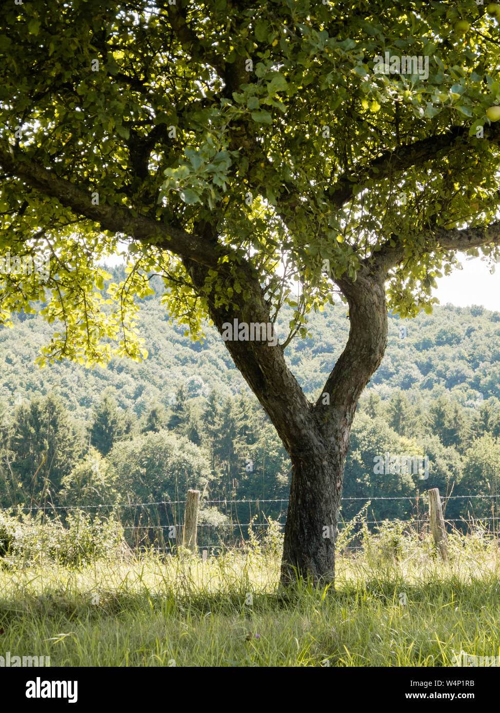 Trees and forest in the countryside Stock Photo - Alamy