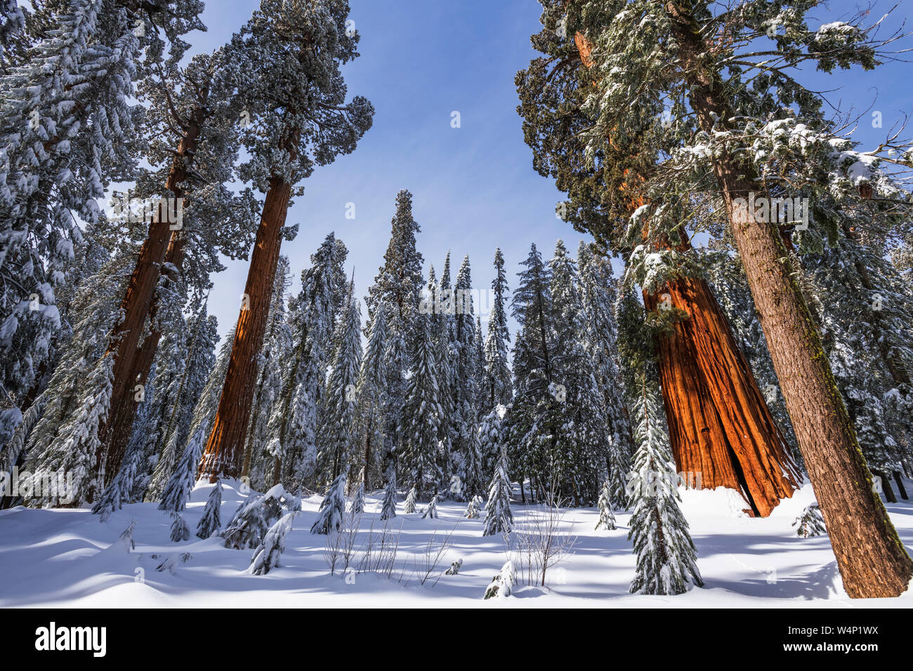 Giant Sequoias in winter at Circle Meadow, Sequoia National Park ...