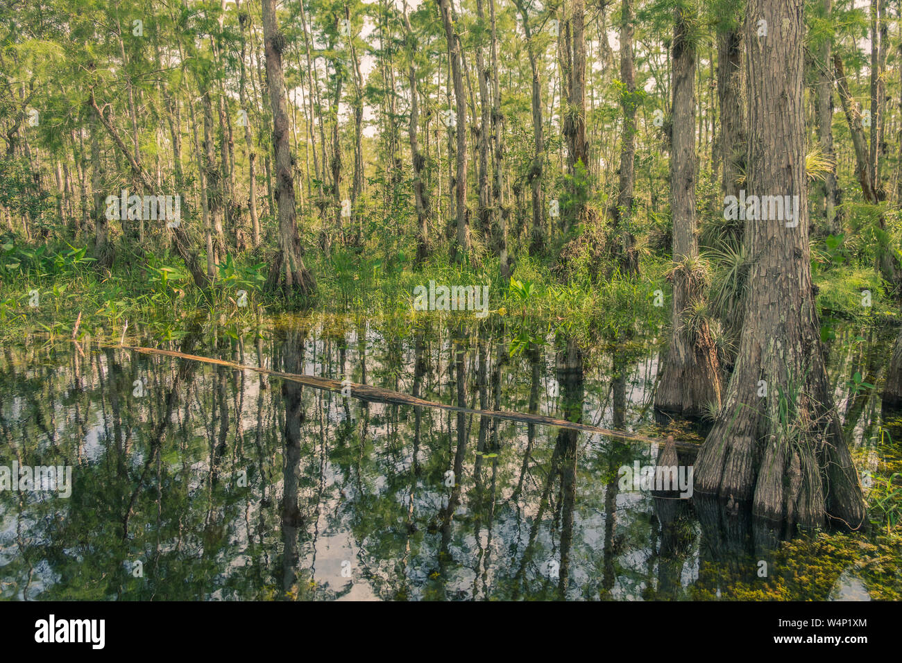 Scenic Drive Cypress National Preserve, Everglades National Park ...