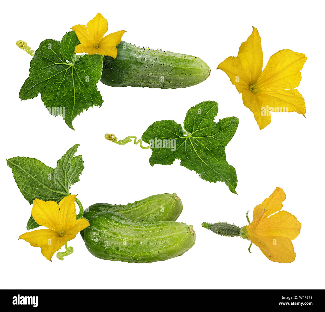 Cucumber with flower isolated on a white background Stock Photo - Alamy