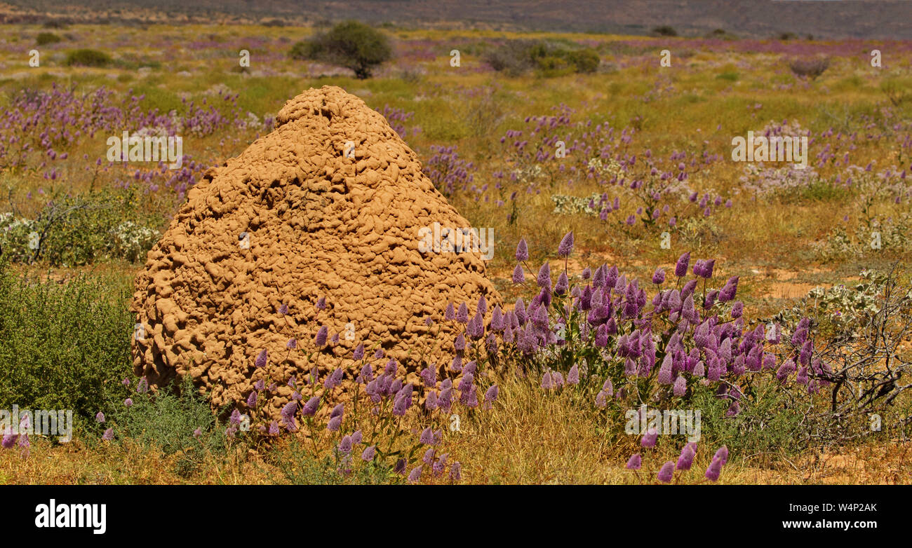 Red, dried dirt of large termite mound is accented by purple flower ...
