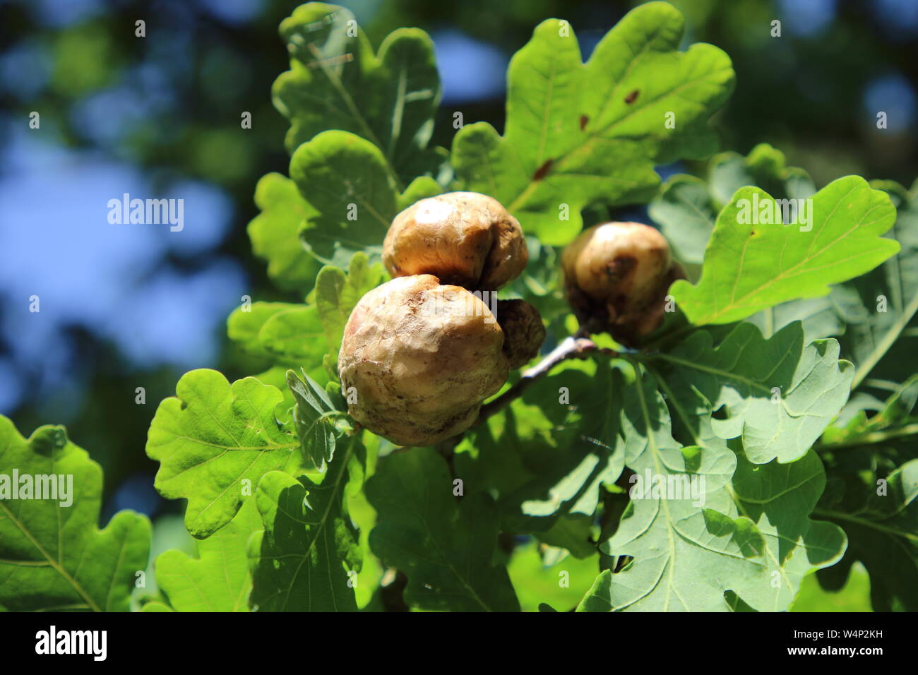 Tree gall hi-res stock photography and images - Alamy