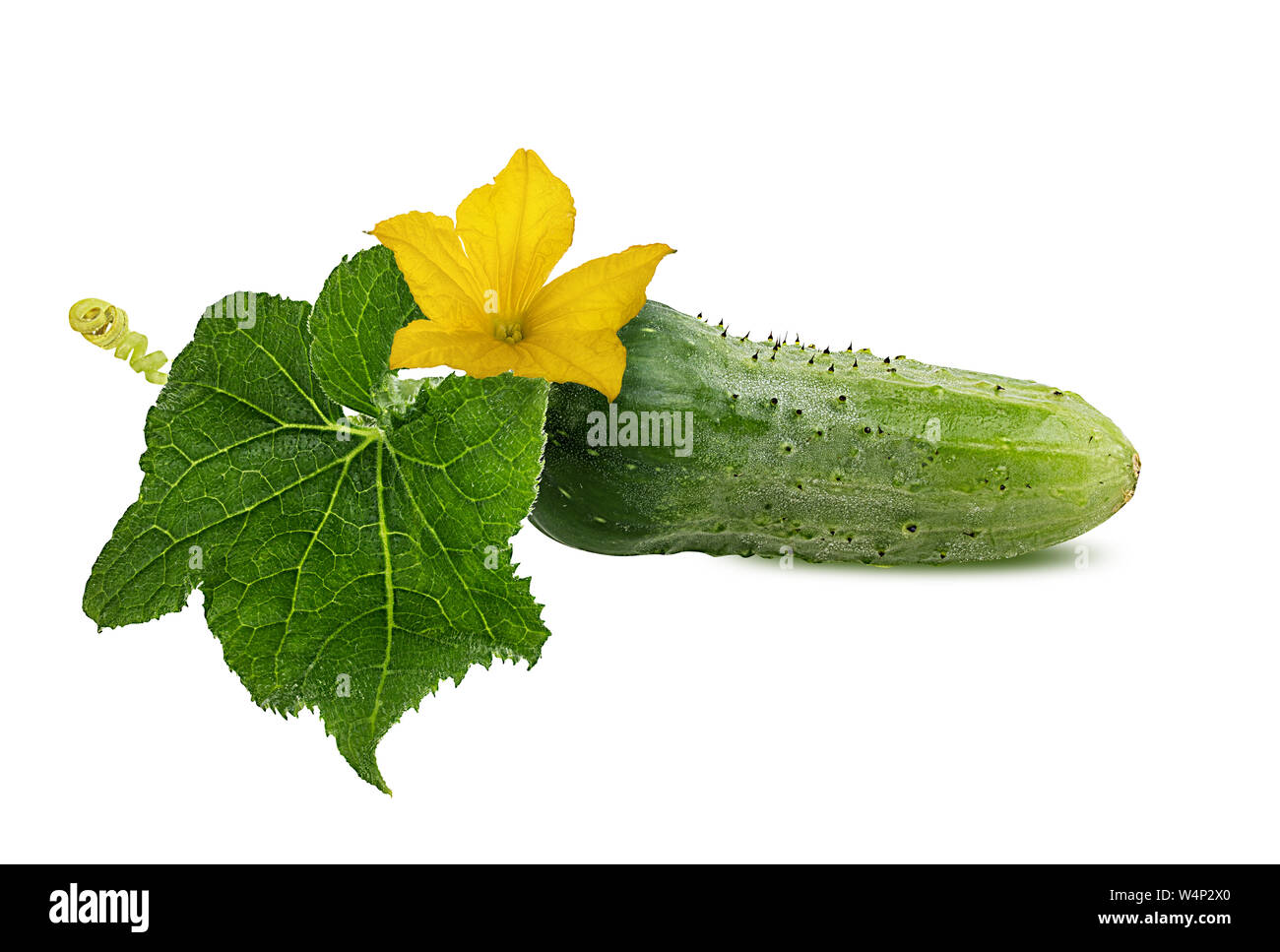 Cucumber plant flower hi-res stock photography and images - Alamy