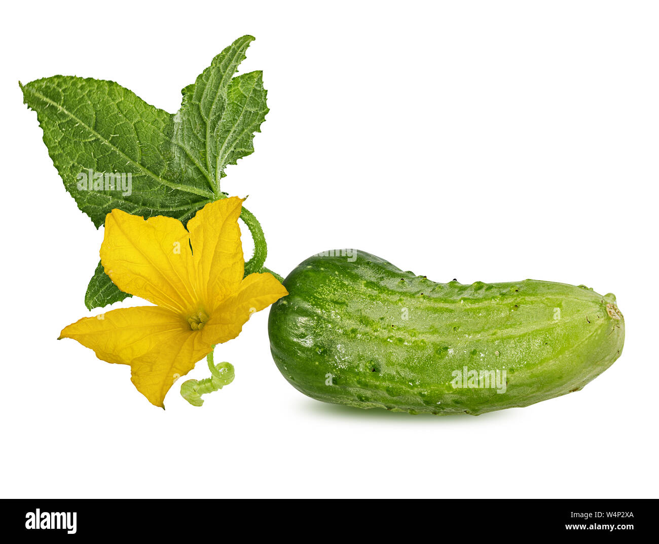 Cucumber with flower hi-res stock photography and images - Alamy