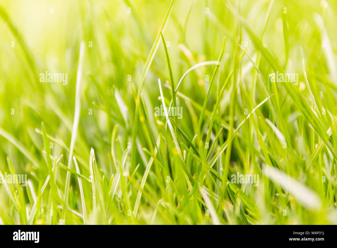 Fresh green grass macro background Stock Photo - Alamy