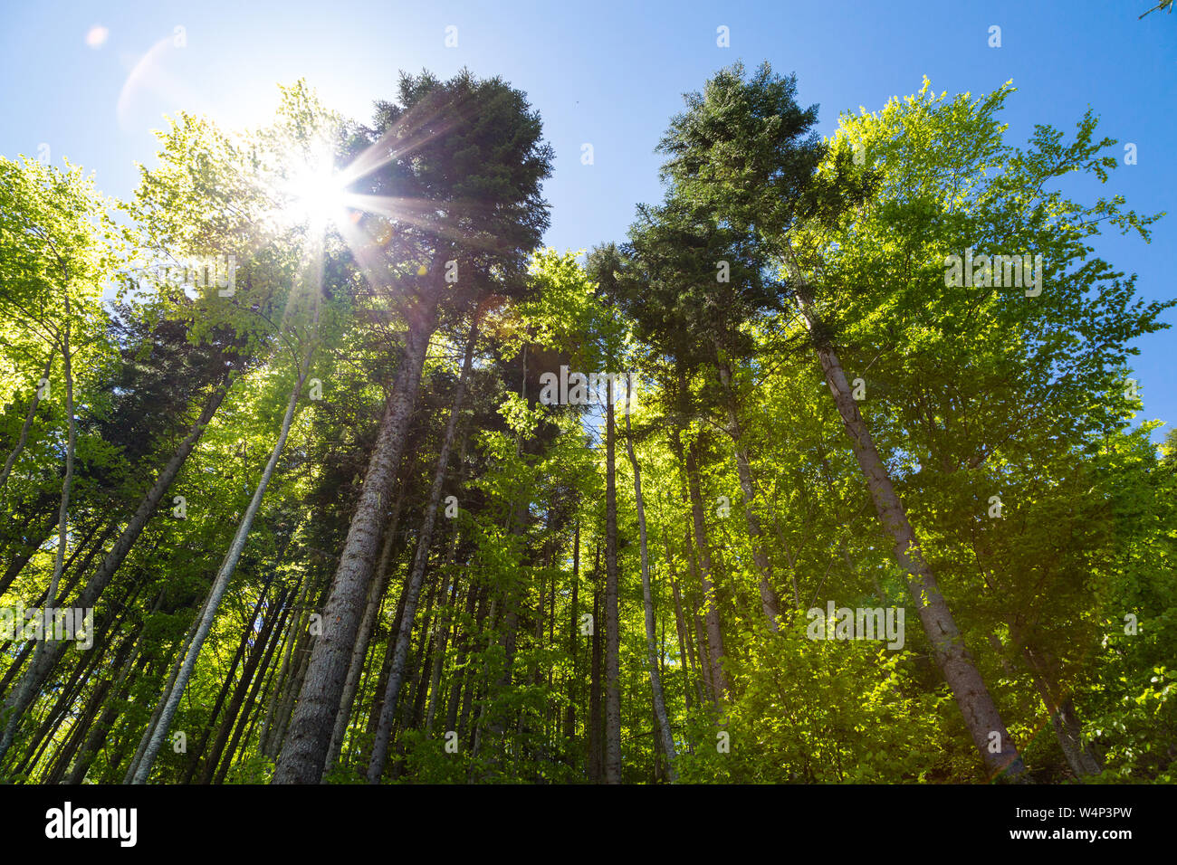Summer green tree hi-res stock photography and images - Alamy