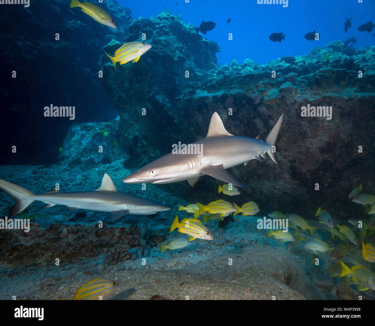Juvenile Sharks High Resolution Stock Photography and Images - Alamy