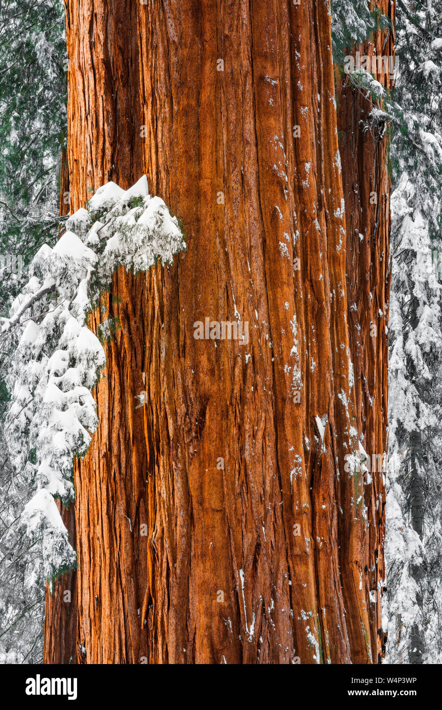 Giant Sequoia in the Congress Grove in winter, Giant Forest, Sequoia ...