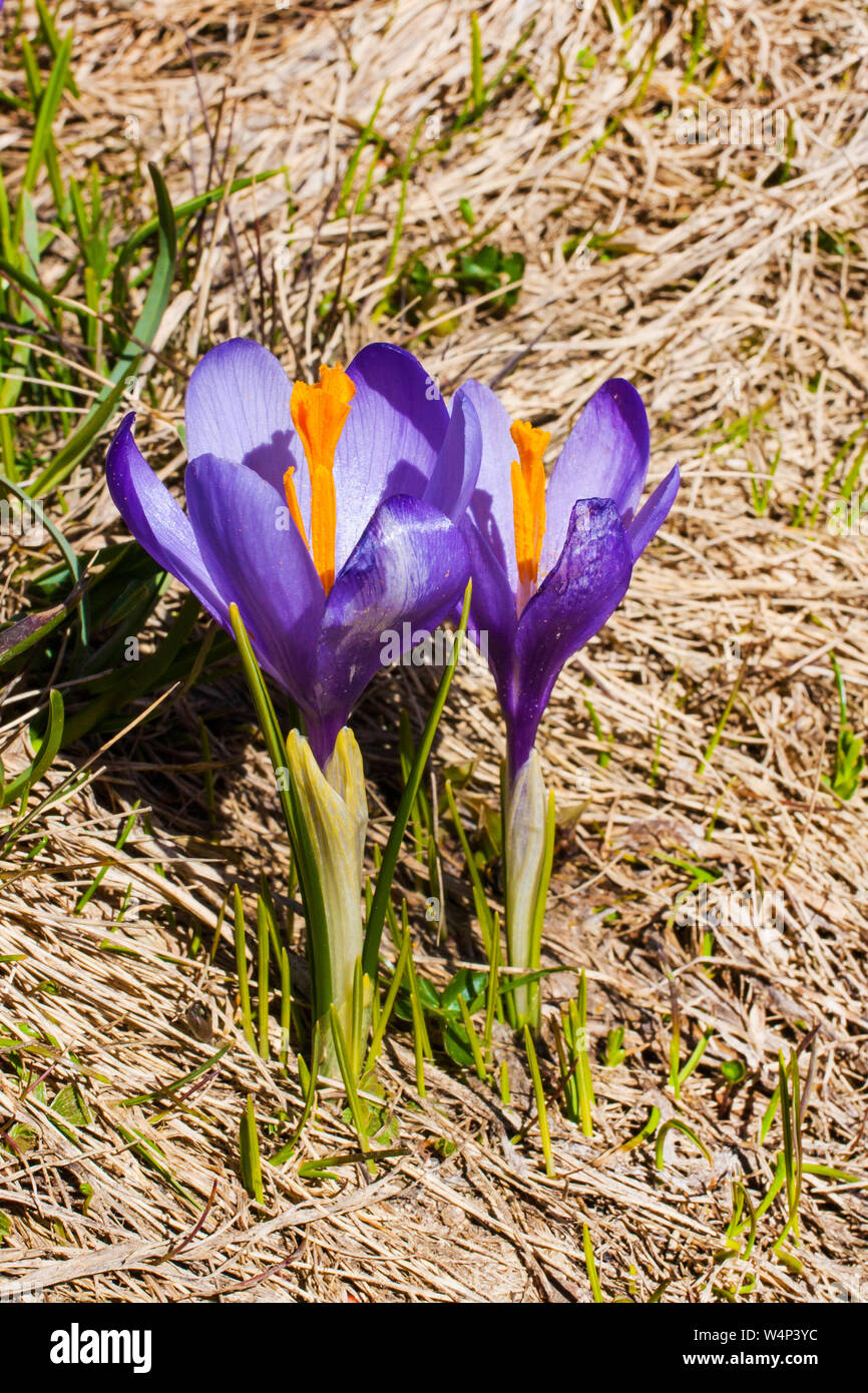 Spring background with close-up two blooming crocuses spring flowers ...