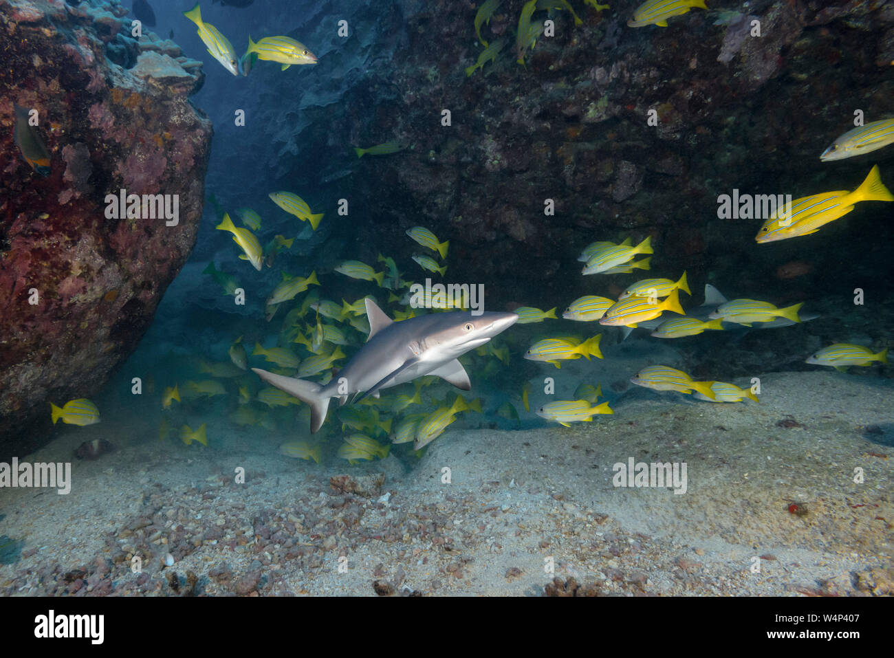 Gray Reef Shark High Resolution Stock Photography and Images - Alamy