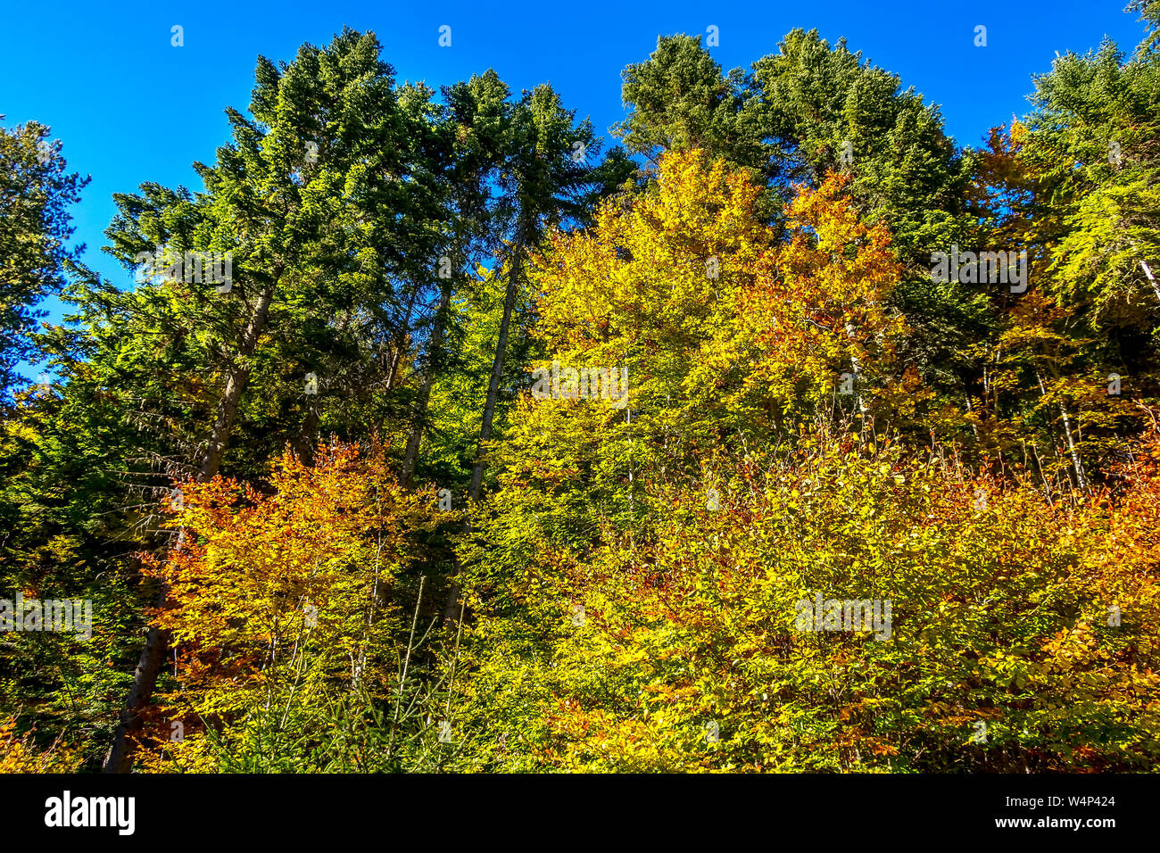 Rhodope forest hi-res stock photography and images - Alamy