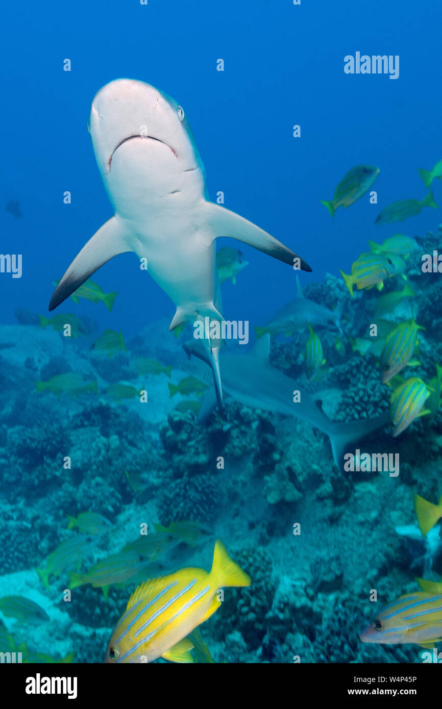 Juvenile Sharks High Resolution Stock Photography and Images - Alamy