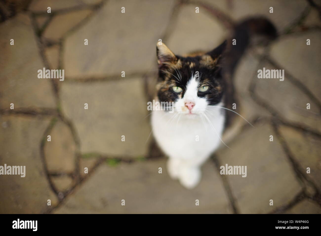 tricolor cat portrait, sitting on the stone floor, top down view Stock ...