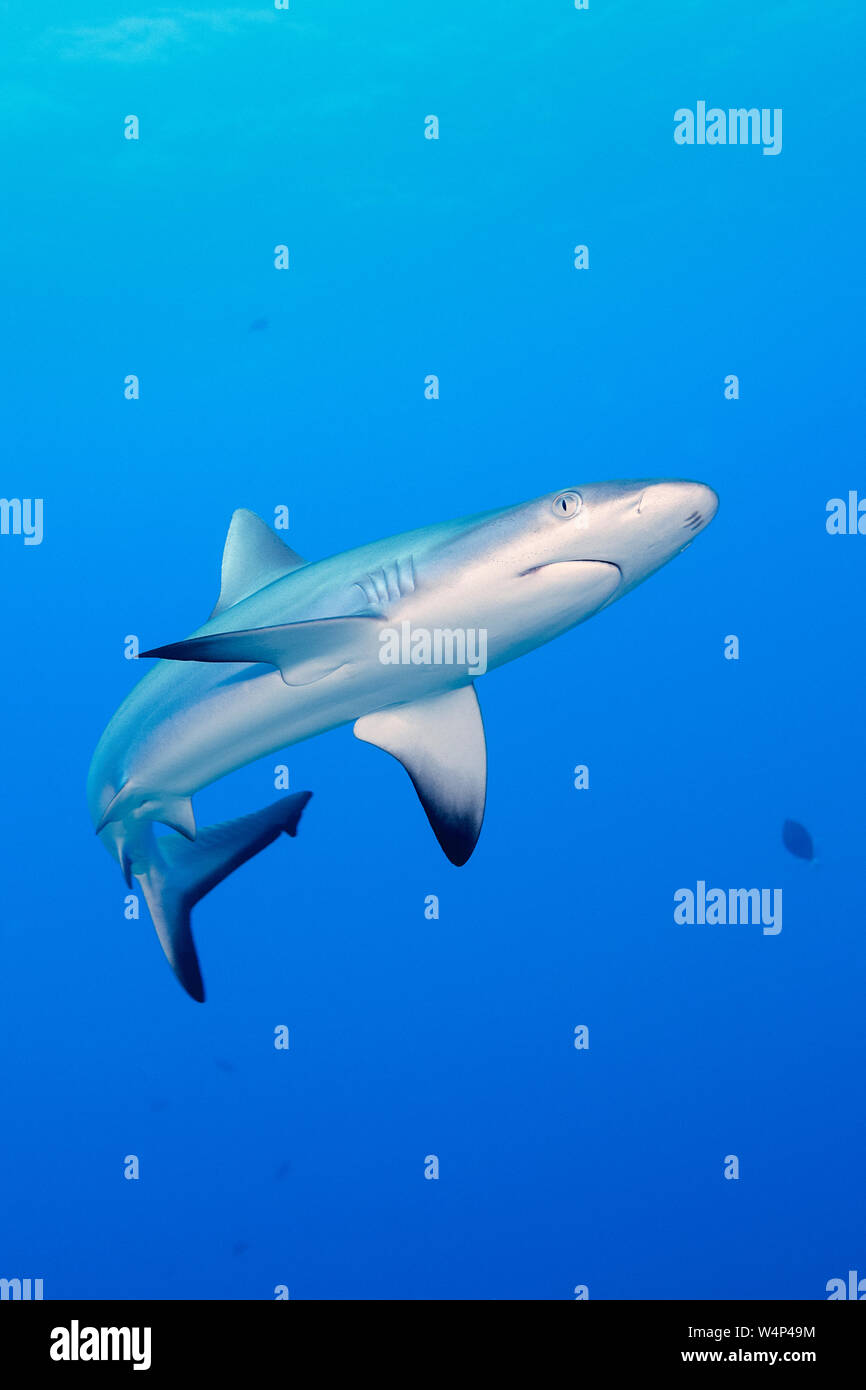 Graceful Shark Stock Photos & Graceful Shark Stock Images - Alamy