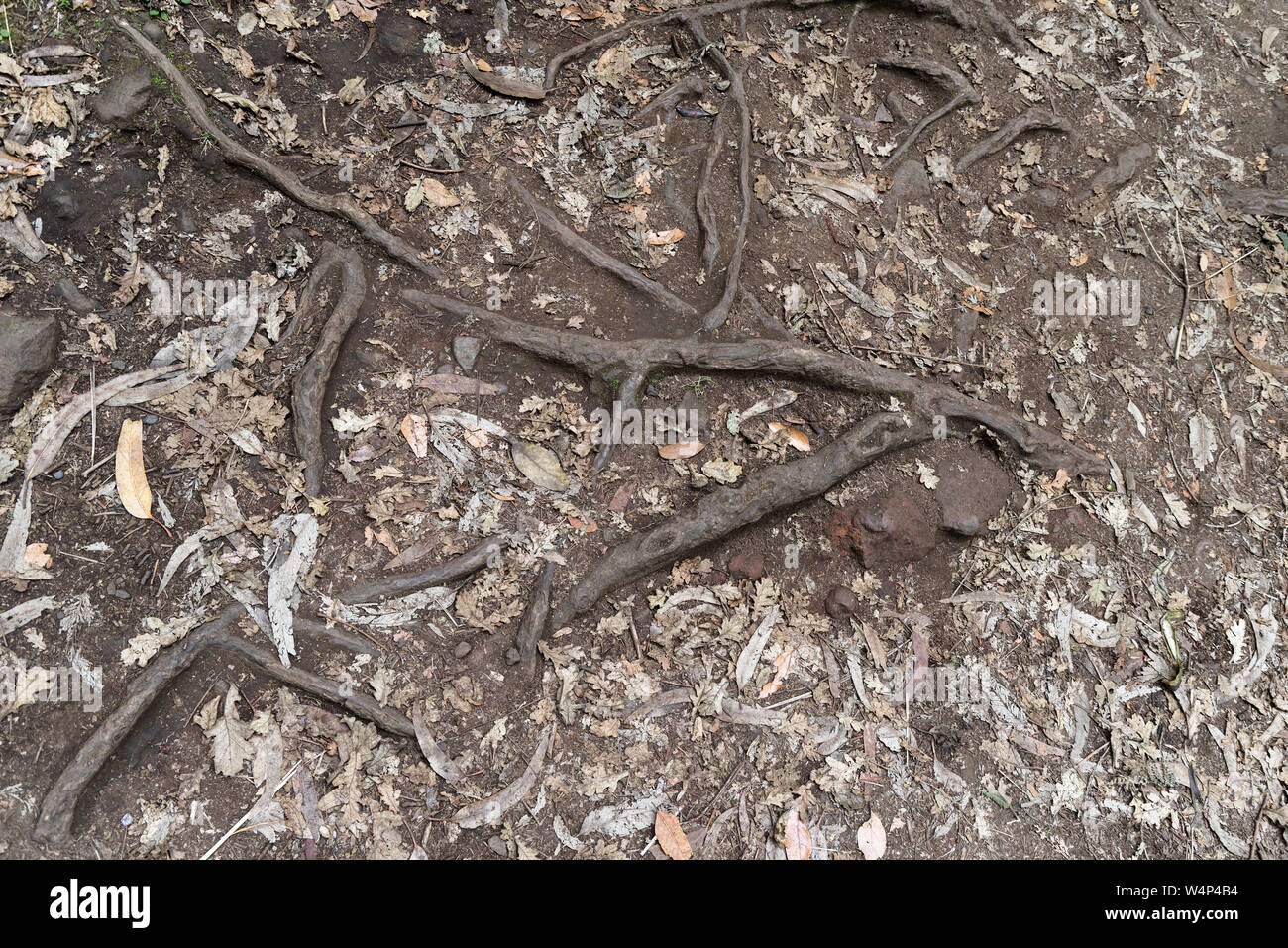 Tree roots in ground covered by many dry leaves. Ribeiro Frio hiking ...