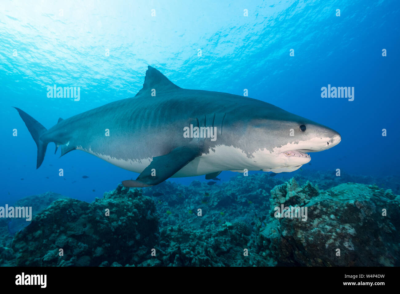 Tiger Shark Underwater Hawaii High Resolution Stock Photography and ...