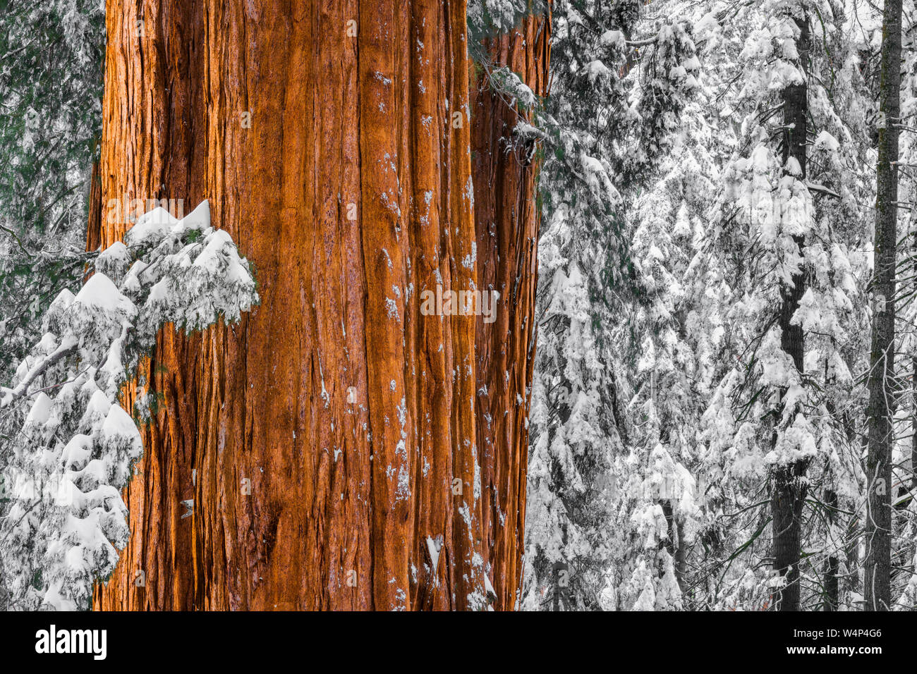 Giant Sequoia in the Congress Grove in winter, Giant Forest, Sequoia ...