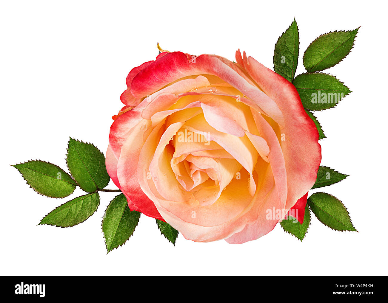 rose isolated on white background Stock Photo - Alamy
