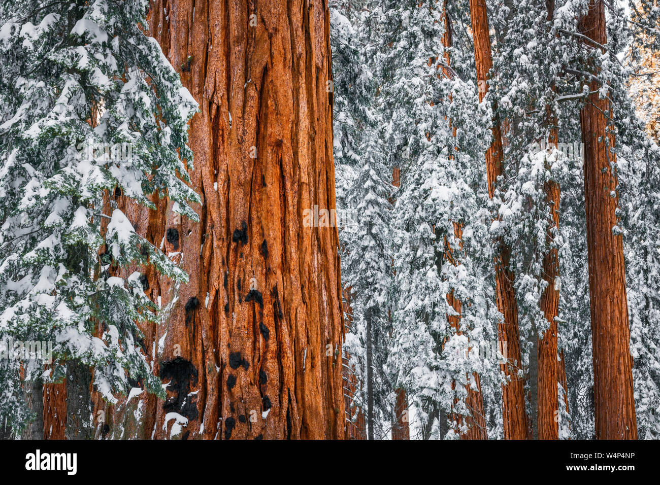 Giant Sequoia in the Congress Grove in winter, Giant Forest, Sequoia ...
