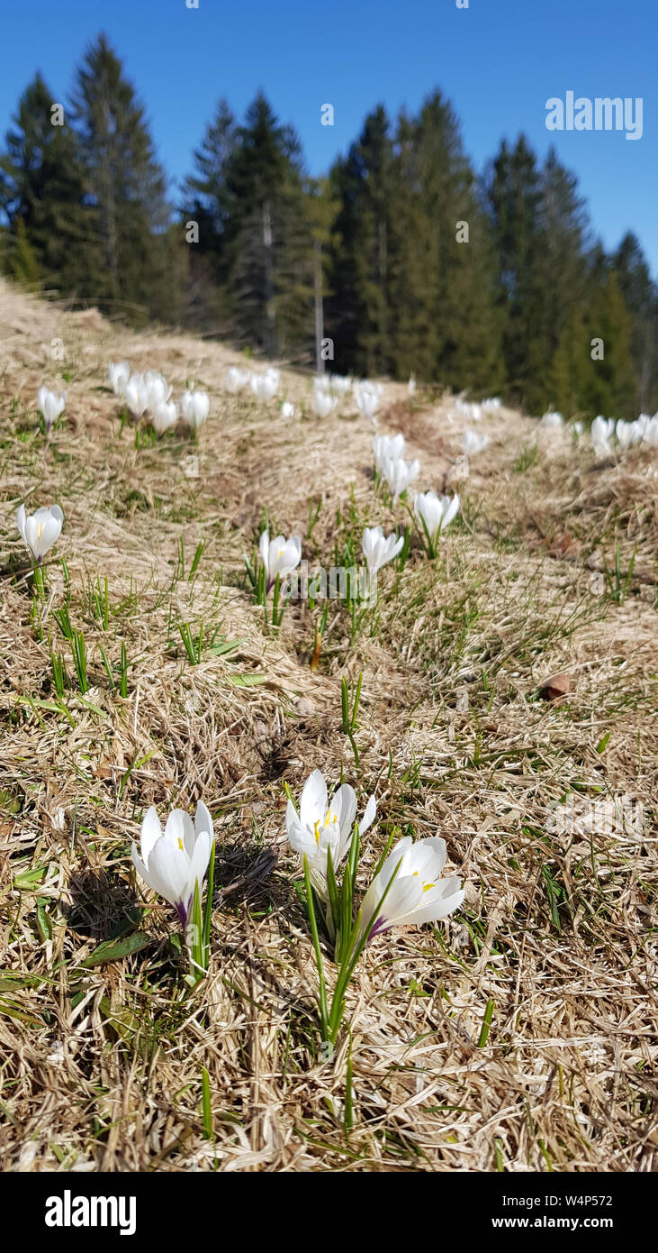 Swiss alps spring flowers hi-res stock photography and images - Alamy