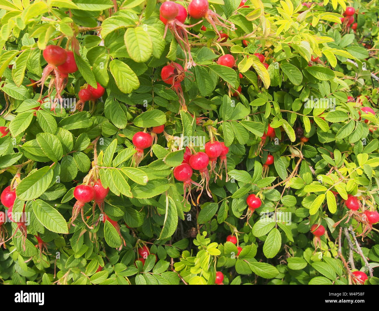 Red fruit and green leaves of wild rose. Medicinal plant. Close up ...