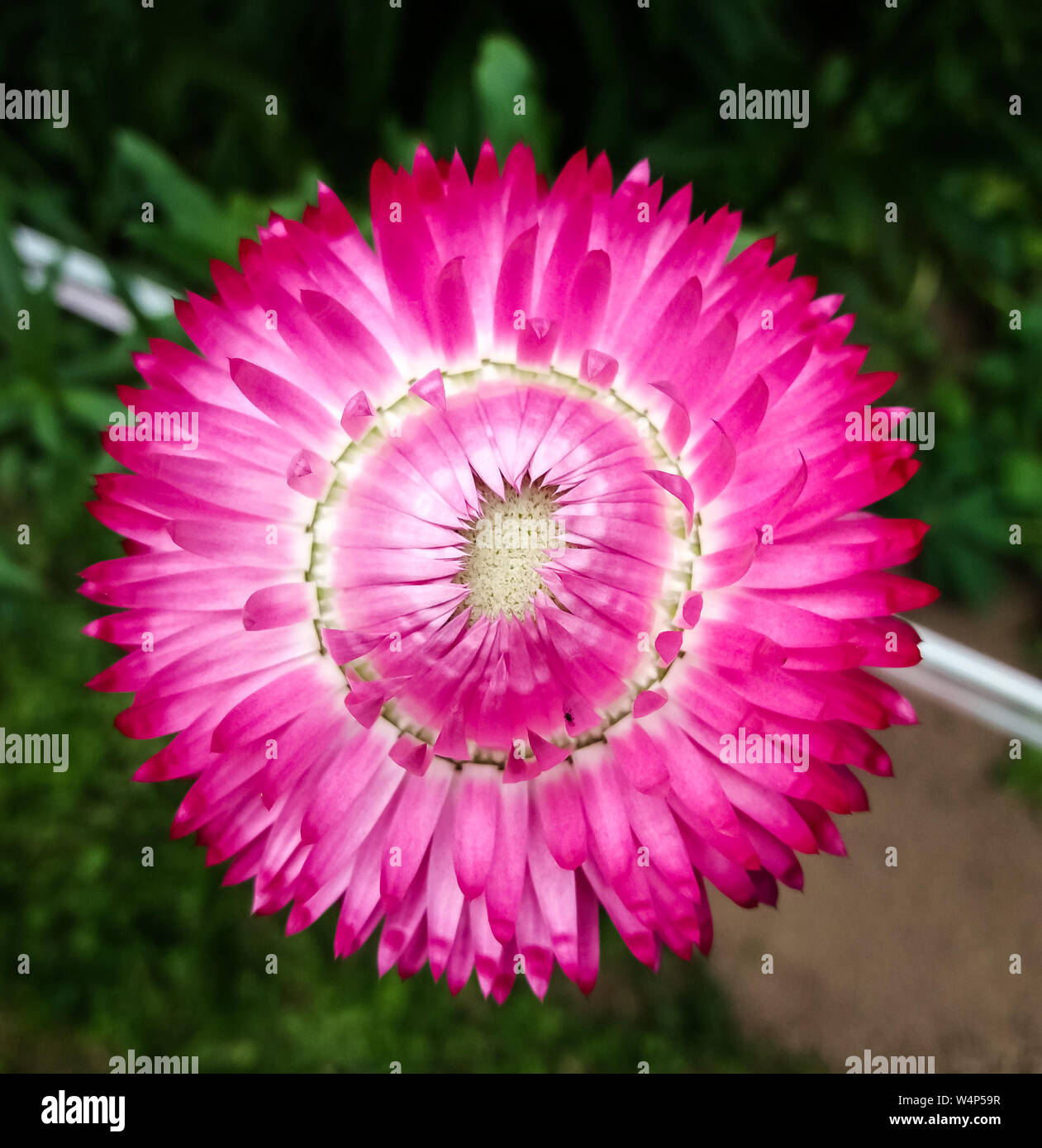 Compositae asteraceae family hi-res stock photography and images - Alamy