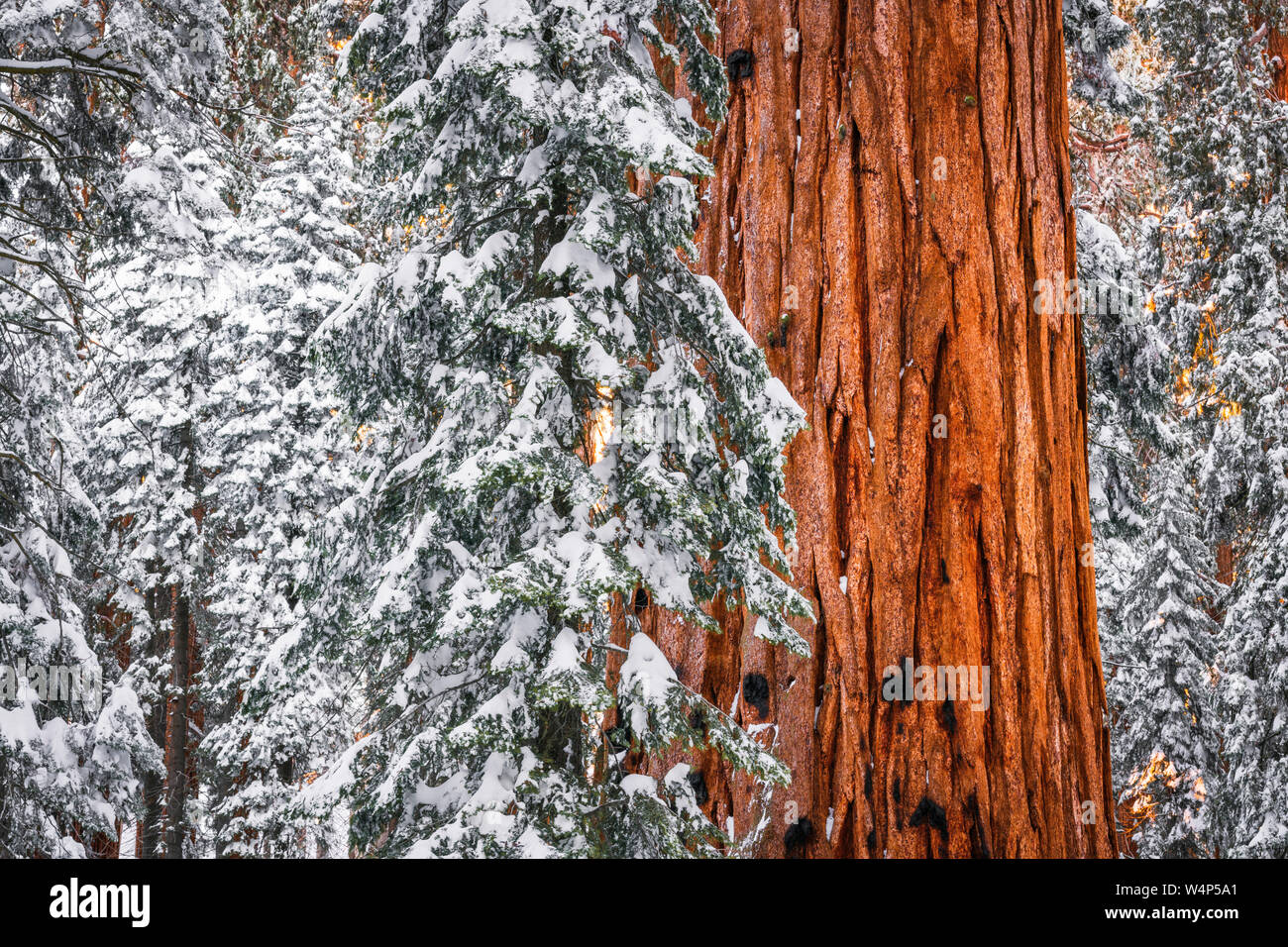 Giant Sequoia in the Congress Grove in winter, Giant Forest, Sequoia ...