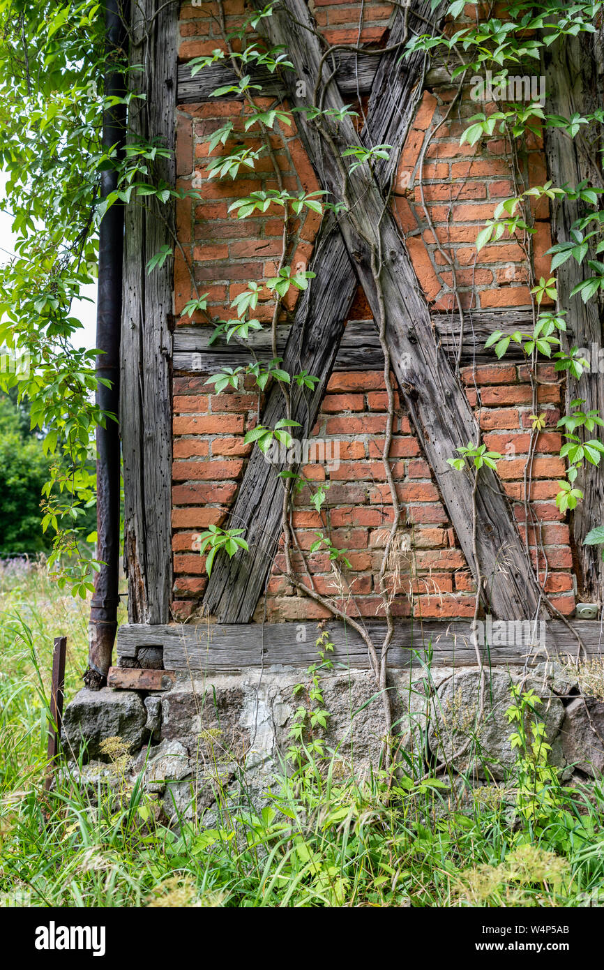 An old house in the countryside overgrown with green ivy. Walls built ...