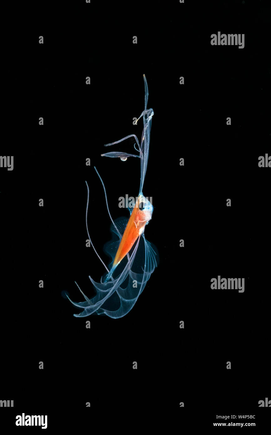 Lampriformes Stock Photos & Lampriformes Stock Images - Alamy