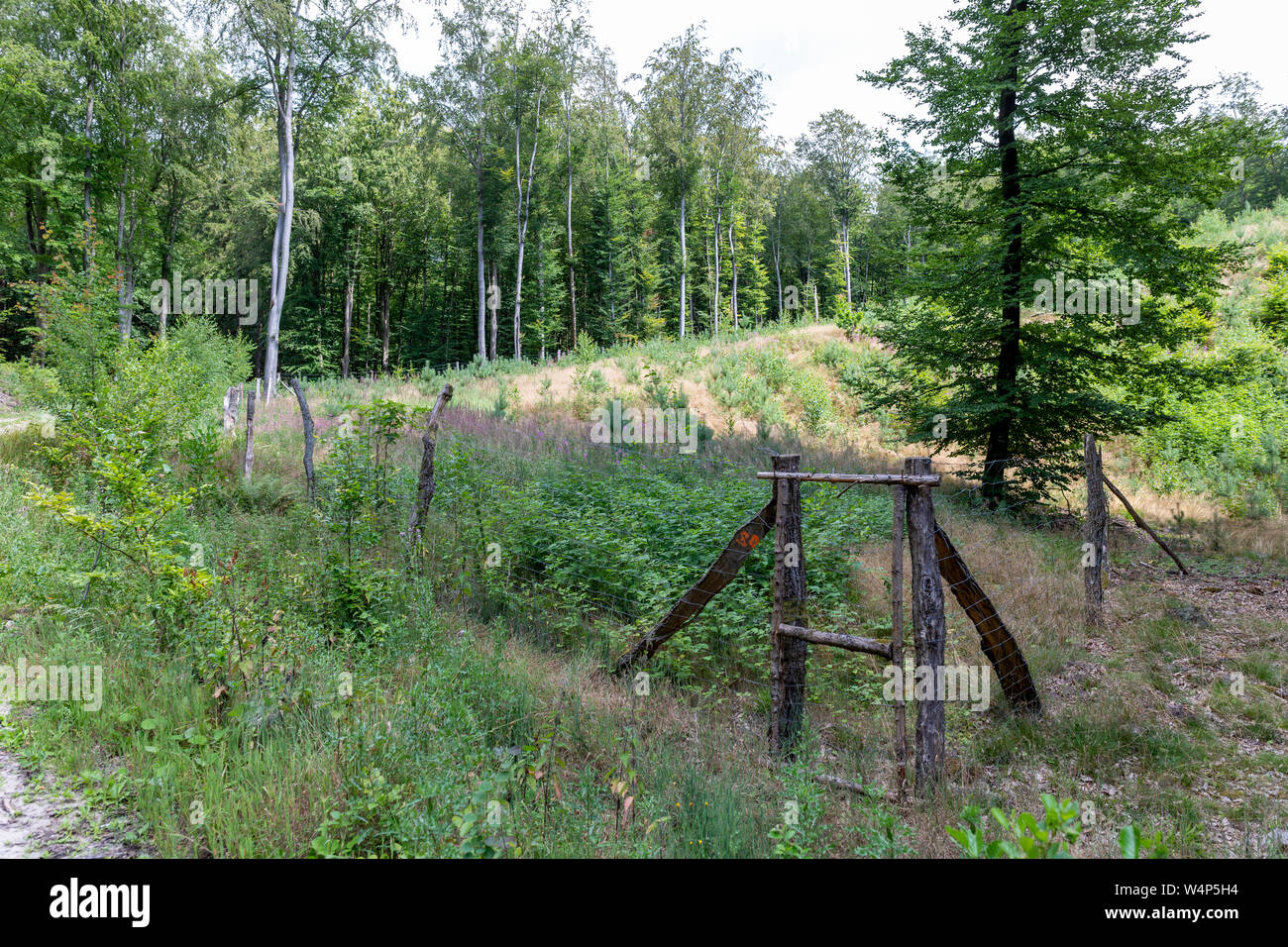 Forest cultivation fenced with steel mesh. Young forest protected ...