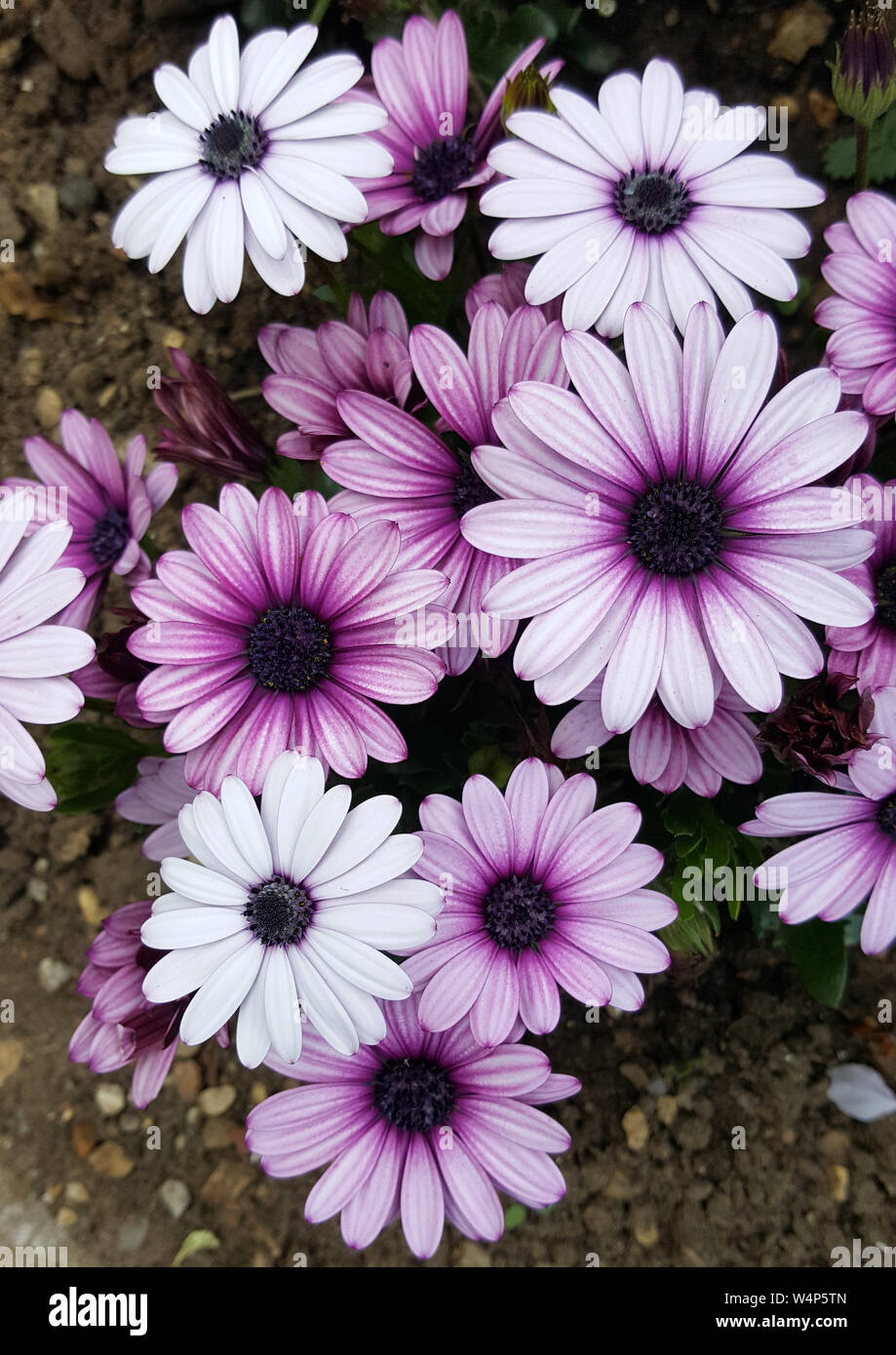 South african daisies hi-res stock photography and images - Alamy