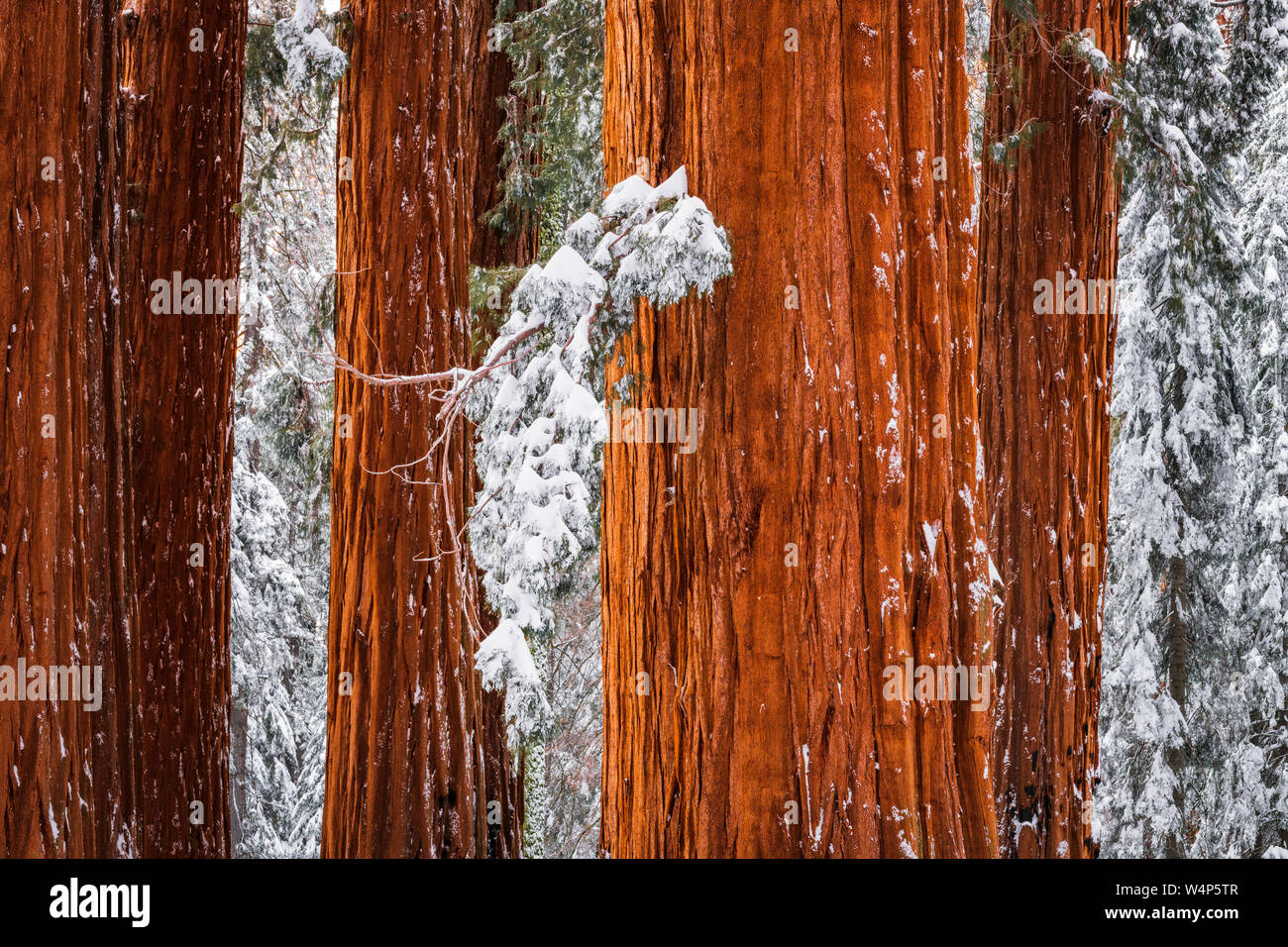 Giant Sequoia in the Congress Grove in winter, Giant Forest, Sequoia ...