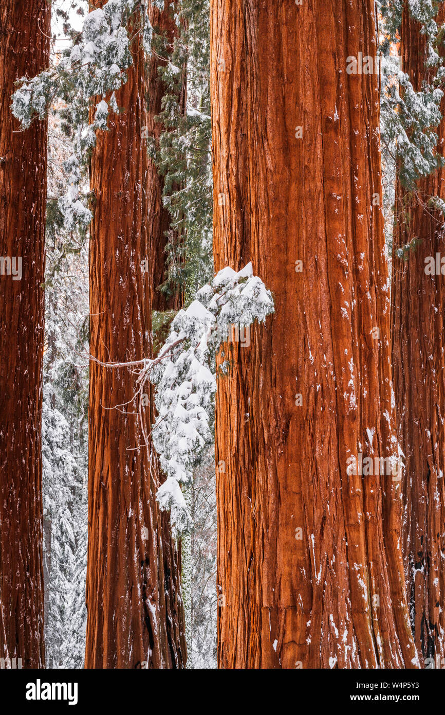 Giant Sequoia in the Congress Grove in winter, Giant Forest, Sequoia ...