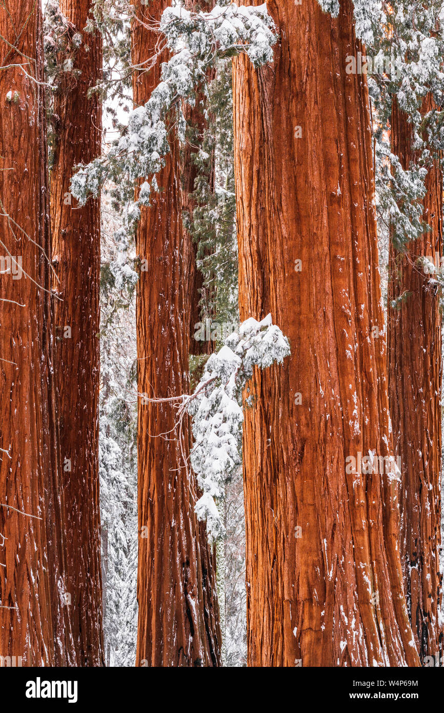 Giant Sequoia in the Congress Grove in winter, Giant Forest, Sequoia ...
