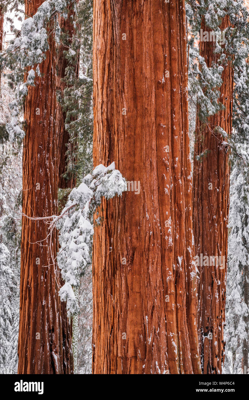 Giant Sequoia in the Congress Grove in winter, Giant Forest, Sequoia ...