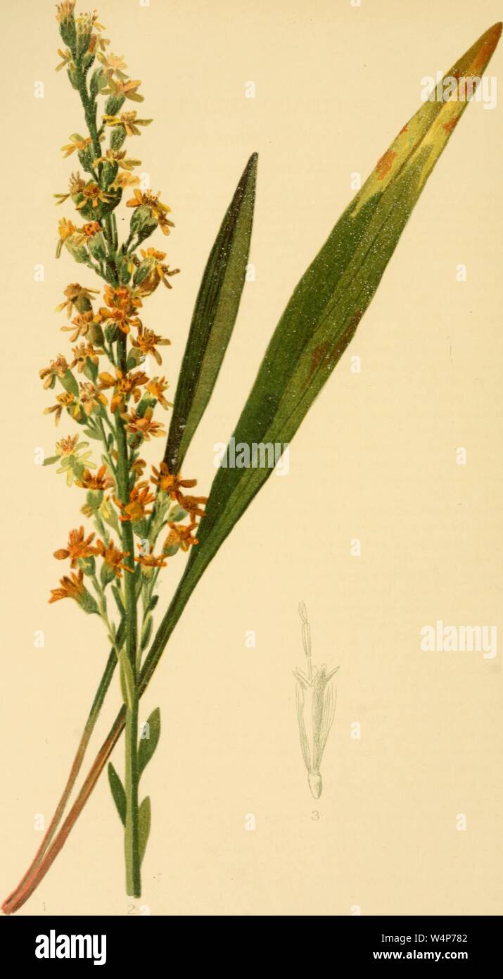 Engraved drawing of the Slender Golden-Rod (Solidago stricta), from the ...