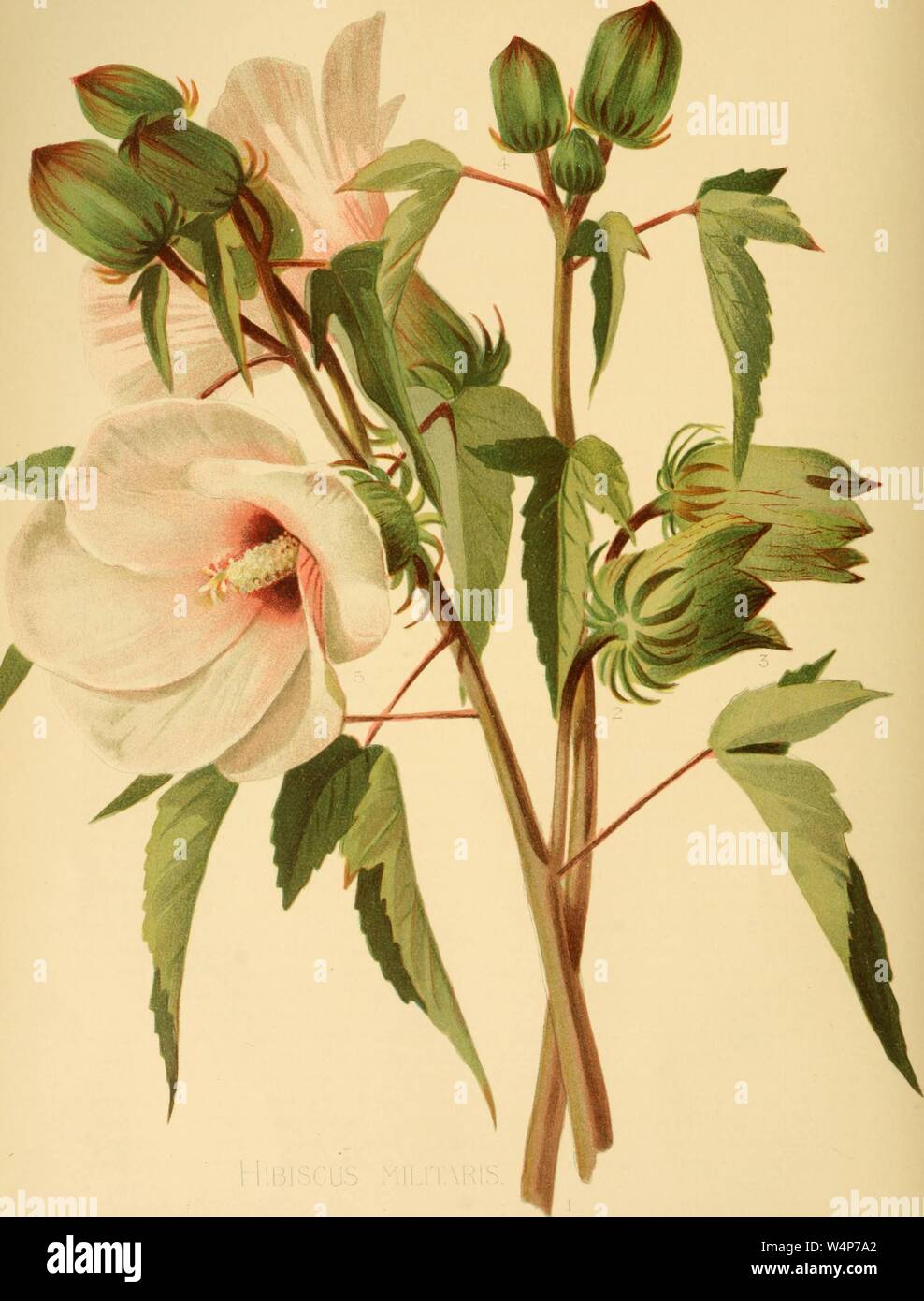 Drawing of the soldierly hibiscus hi-res stock photography and images ...