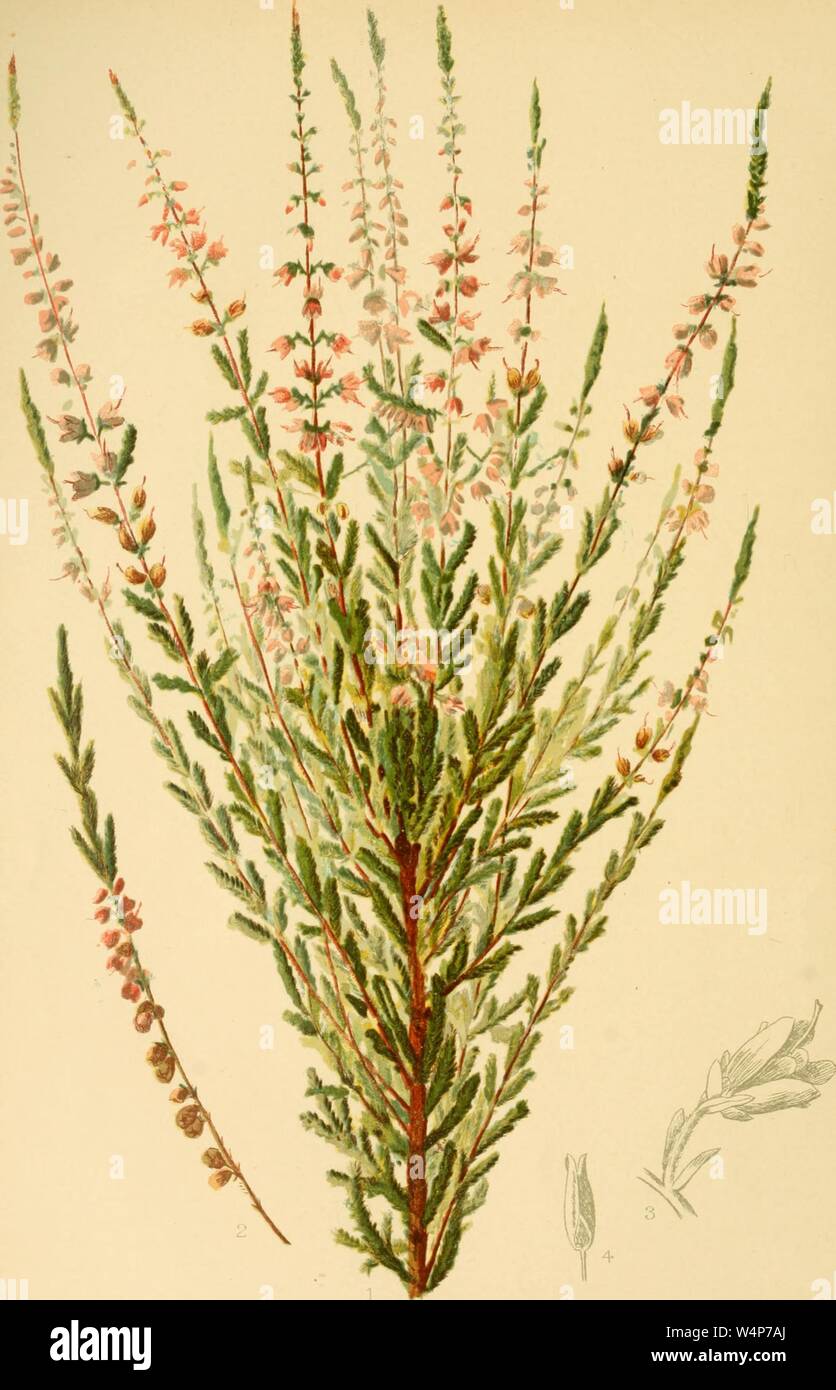 Engraved drawing of the Common Heather (Calluna vulgaris), from the ...