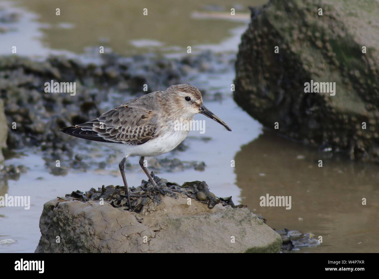 Dunlin kent winter hi-res stock photography and images - Alamy