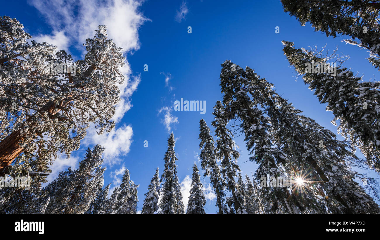 Snow dusted giant sequoia and pines, Sequoia National Park, California ...