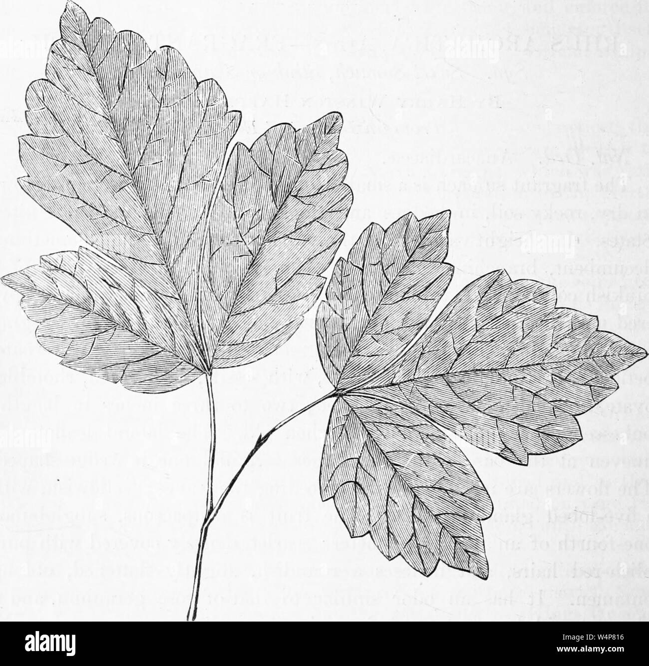 Illustration of the rhus aromatica leaves hi-res stock photography and ...