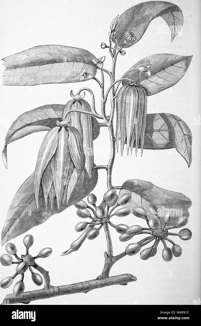 Engraved illustration of the Cananga tree (Cananga odorata), Ylang ...