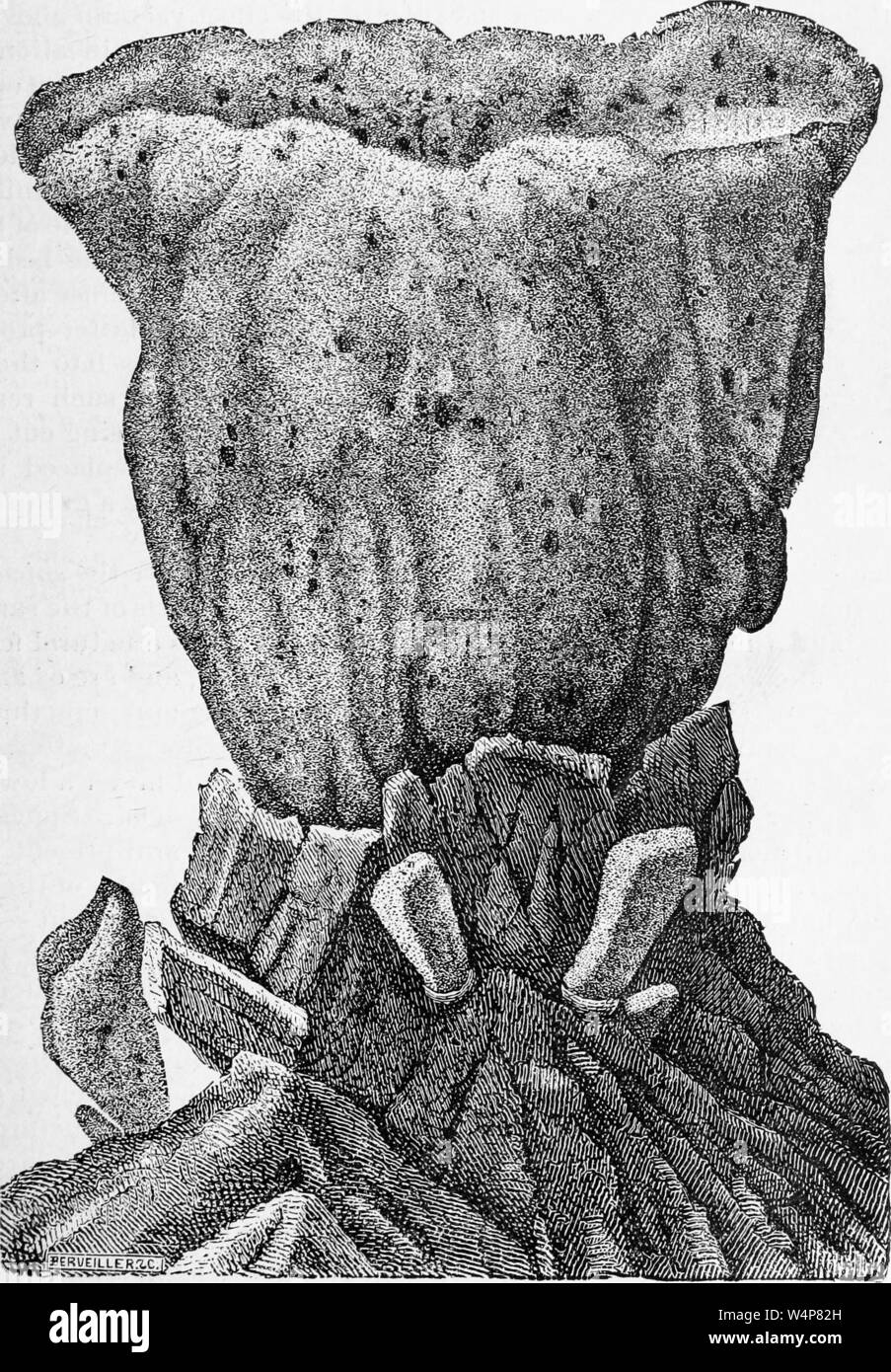 Engraved illustration of the Sponge attached to a rock, from the book ...